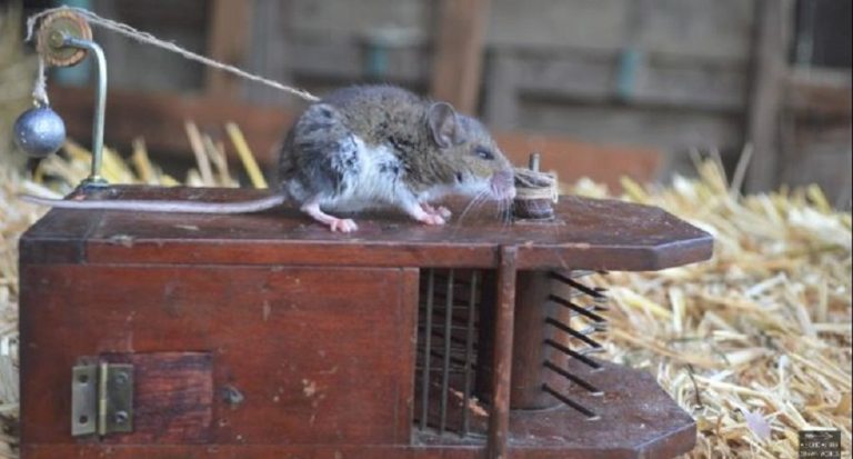Mousetrap Monday: Rare Antique 1843 Trap Put Through Its Paces - Wide ...