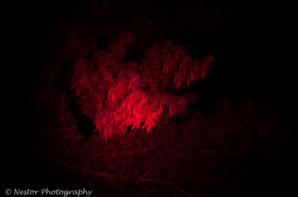 Spot More Predators at Night With the Night Eyes Scan Light - Wide Open ...