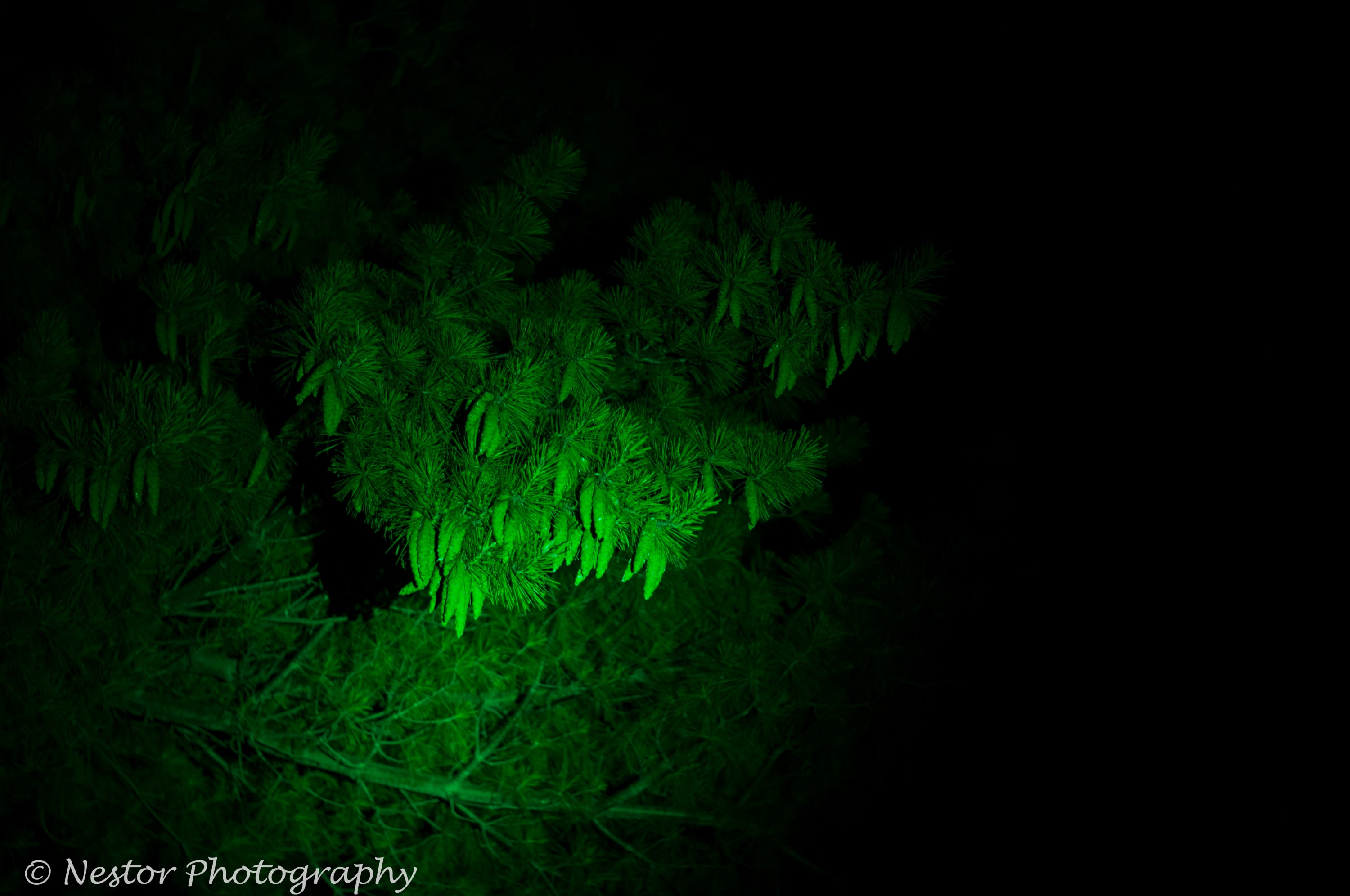 Spot More Predators at Night With the Night Eyes Scan Light - Wide Open ...