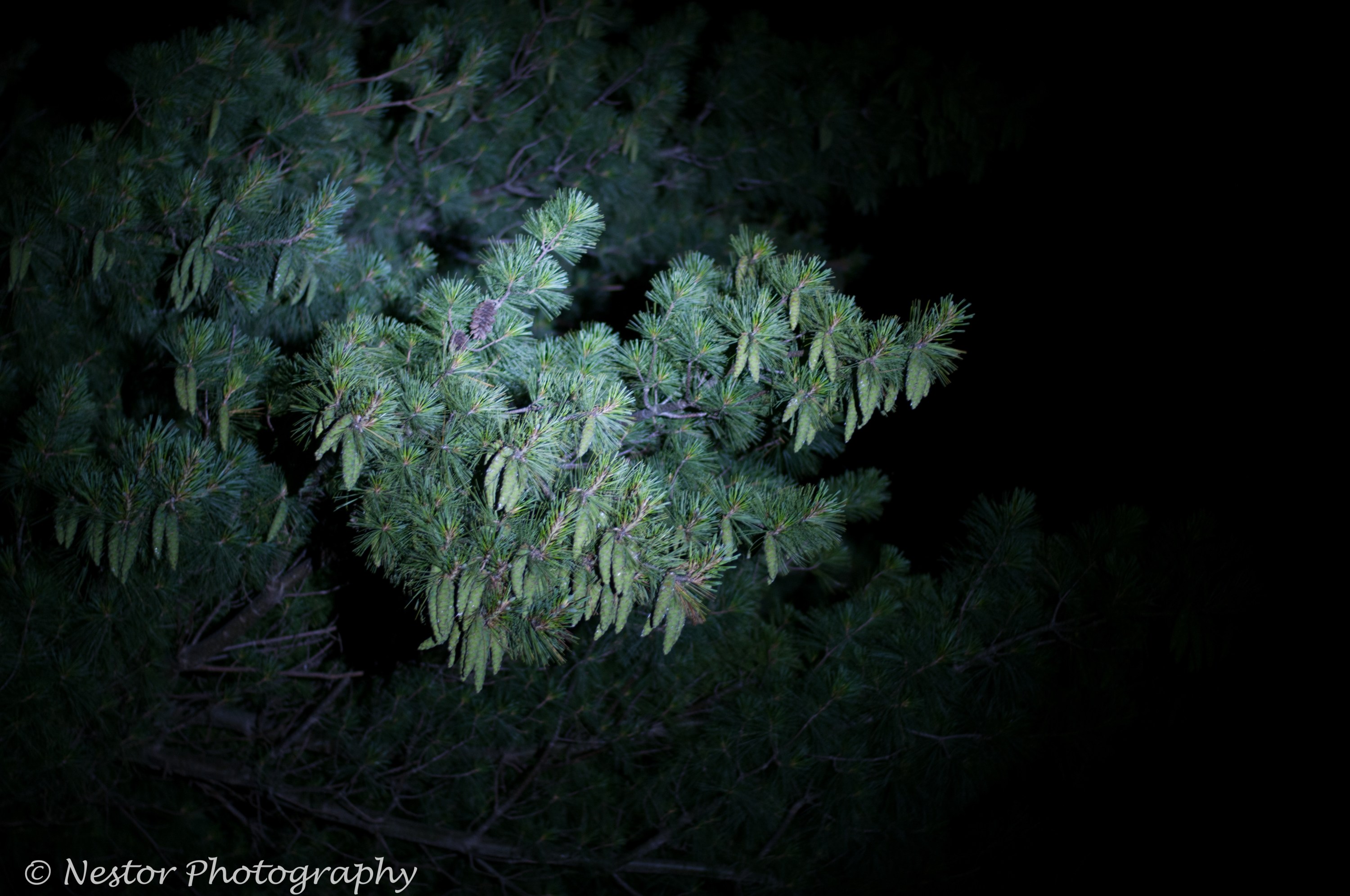Spot More Predators at Night With the Night Eyes Scan Light - Wide Open ...
