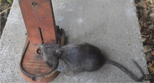 Mousetrap Monday: 129-Year-Old Tombstone Rat Trap Lays the Smack Down ...