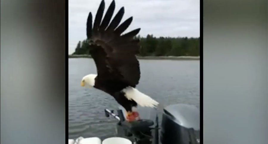 Bald Eagle's 'Snatch and Grab' Captured in Stunning Slo-Mo Footage ...