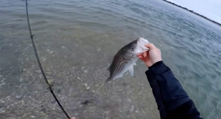 New Line Class World Record Striped Bass Caught in New York - Wide Open ...