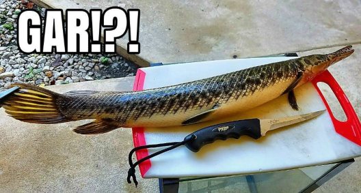 Catch, Clean, and Cook Those Nasty Gar; You Might be Surprised! - Wide ...