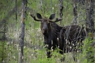 Wisconsin DNR Estimates 972 Wolves in Current Population - Wide Open Spaces