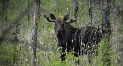 Michigan Moose Population Up By Nearly 100 - Wide Open Spaces