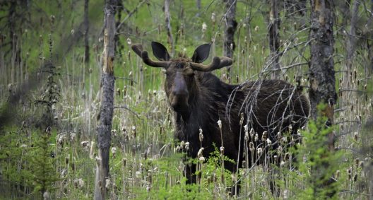 Michigan Moose Population Up By Nearly 100 - Wide Open Spaces