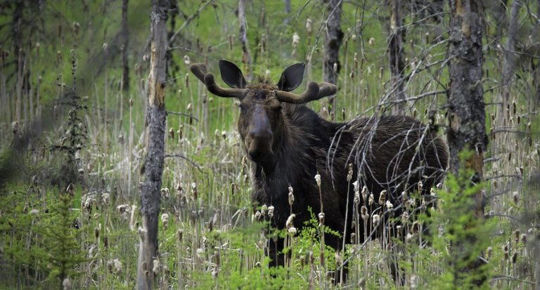 Michigan Moose Population Up By Nearly 100 - Wide Open Spaces