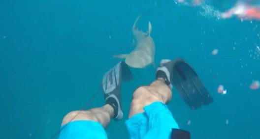 Reef Shark Bites Spearfisherman in Grueling Footage (Warning: Graphic ...