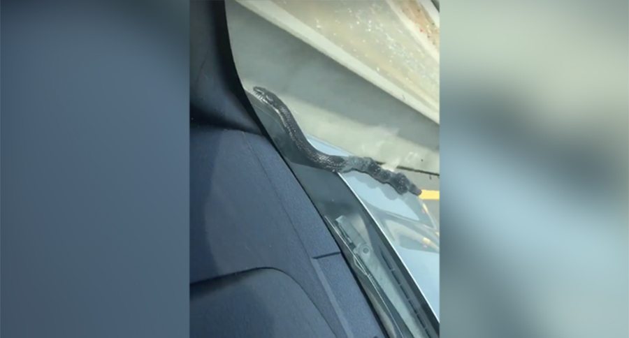 Black Snake Photographed Slithering Over Sniper's Gun Barrel in ...