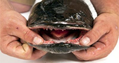 The Infamous Snakehead Catch and Cook: How Does it Taste? - Wide Open ...