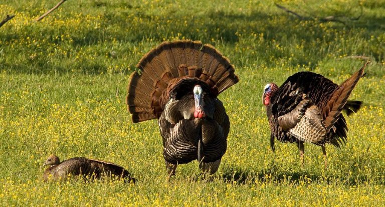 Turkey Hunting for Beginners: 6 Tips to Start Using Right Now - Wide ...