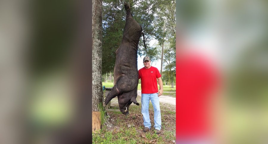 Monster Hog Taken From Man's Front Porch in Alabama - Wide Open Spaces