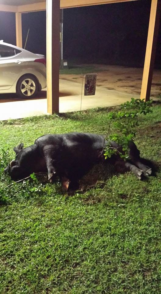 Monster Hog Taken From Man's Front Porch in Alabama - Wide Open Spaces