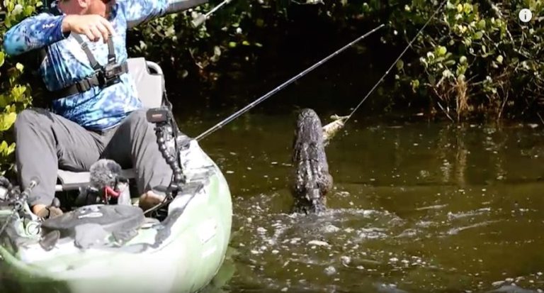 Feel the Intensity as Alligators Surround a Small Fishing Kayak - Wide ...