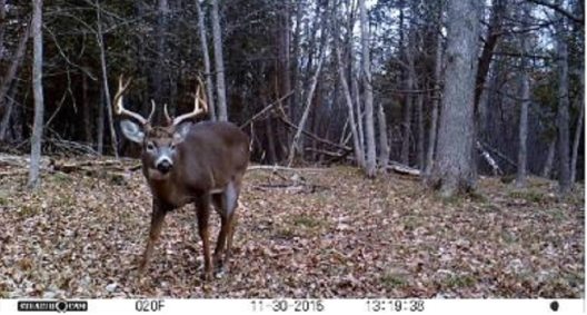 These 10 Trail Cam Vids Will Get You Pumped for Deer Season - Wide Open ...