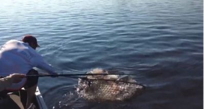 Carp Owns Tennessee News Reporter in Hilarious Clip - Wide Open Spaces