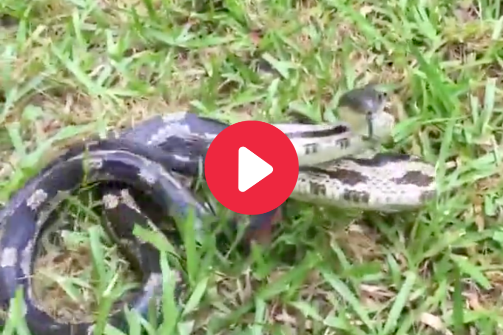 What It Looks Like When a Snake Attacks [VIDEO]