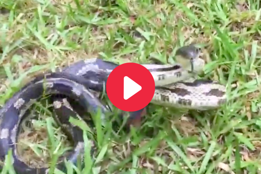 What It Looks Like When a Snake Attacks [VIDEO]