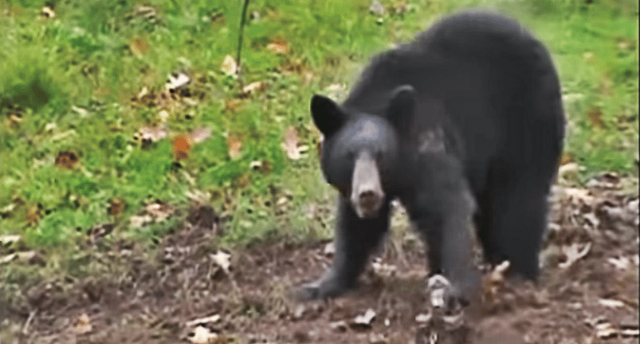 Black Bear is PO'd After Being Caught and Released by Trappers - Wide ...
