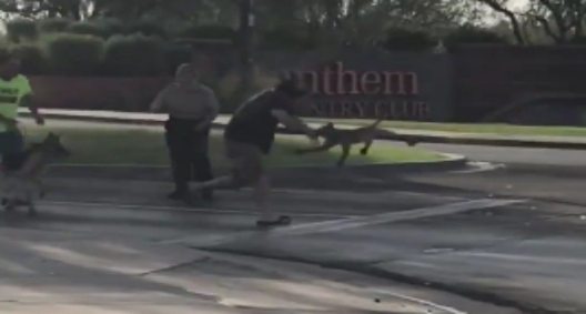 Must-See Video: Bobcat Attacks and Bites Men and Dog in Arizona Street ...