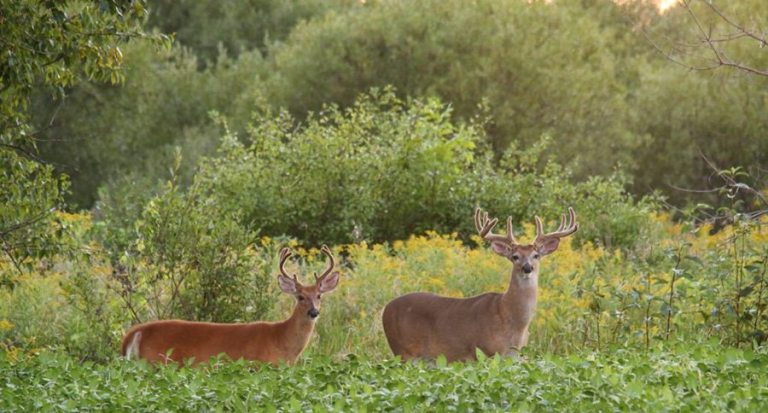 15 Magnificent Velvet Bucks Captured During My Summer Photography ...