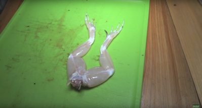 How to Catch, Clean and Cook Bullfrogs for Delicious Frog Legs - Wide ...