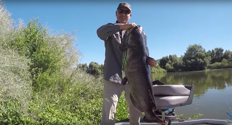 Here's the New World Record for the Longest Channel Catfish - Wide Open ...