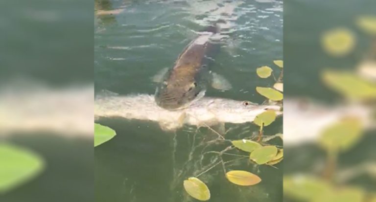 This Mammoth Muskie is Hangry to the Bone [VIDEO] - Wide Open Spaces