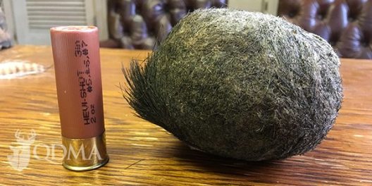 What is Eating Feral Hogs and Leaving a Hairball Like This? - Wide Open ...
