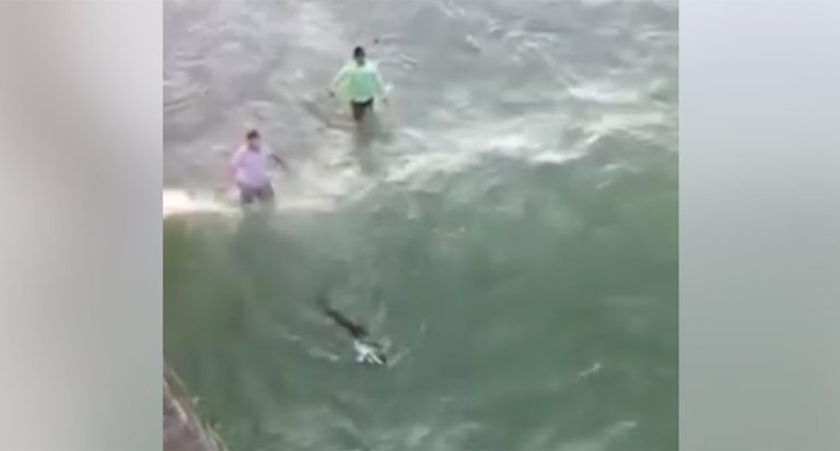 Adult Film Actress Fakes Shark Attack for Internet Attention - Wide ...