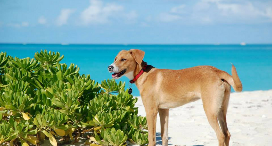 Turks and Caicos Island Beach Is Filled with Adoptable Puppies