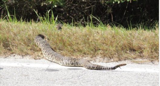 Why Did the Insanely Huge Diamondback Rattlesnake Cross the Road ...