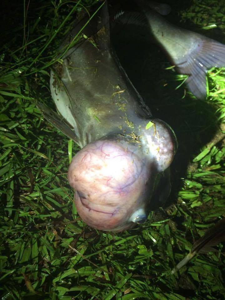 Freaky Tumor-Laden Fish Caught From South Carolina Lake - Wide Open Spaces