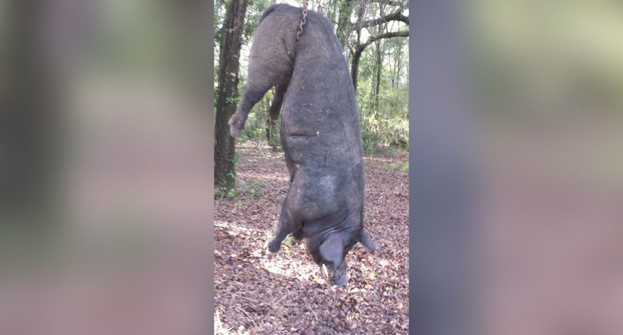 Remembering the 820-Pound Hog That Actually Escaped From a Pen - Wide ...