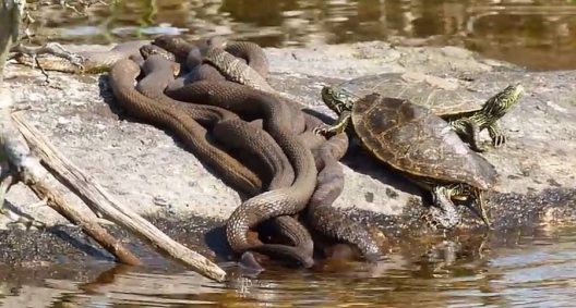 This Breeding Ball of Snakes is Very Cool and Nightmarish at the Same ...