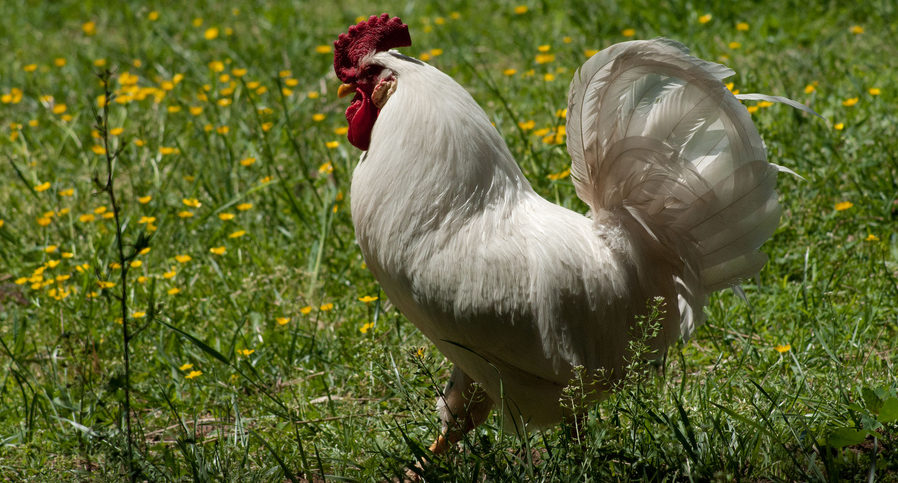 Should You Free Range Your Backyard Chickens?