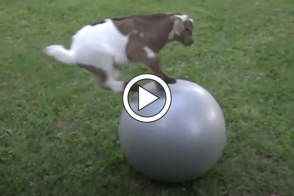 Baby Goat Meets Exercise Ball and Keeps Coming Back For More