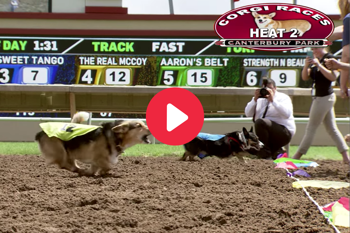 Corgi Racing: The Fluffiest, Happiest Sport Ever Invented