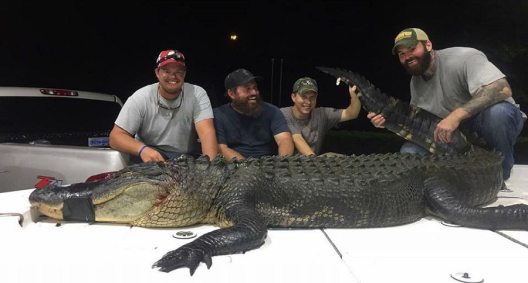 Pics: Florida Alligator Hunters Go Big on Opening Week - Wide Open Spaces