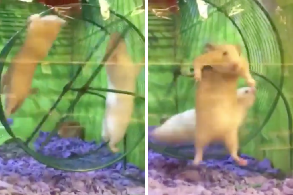Hamster Gets Stuck On Wheel While Trying to Exercise