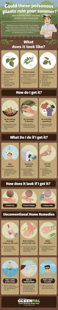 Learn to Identify and Treat Poison Ivy and its Cousins With This ...