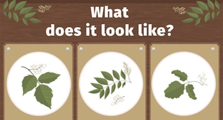 Learn to Identify and Treat Poison Ivy and its Cousins With This ...