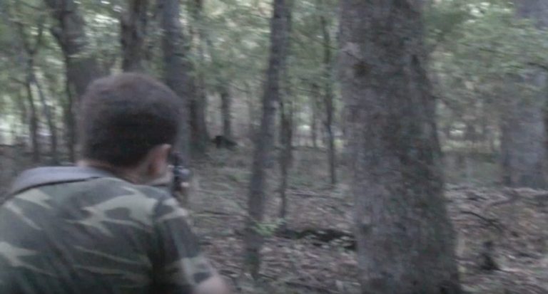 You Never Know What Direction the Hogs Will Come From When You Start ...