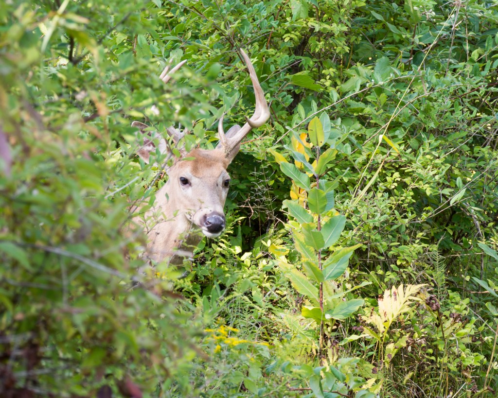 One Hunt to Try in Each of the 50 States - Wide Open Spaces