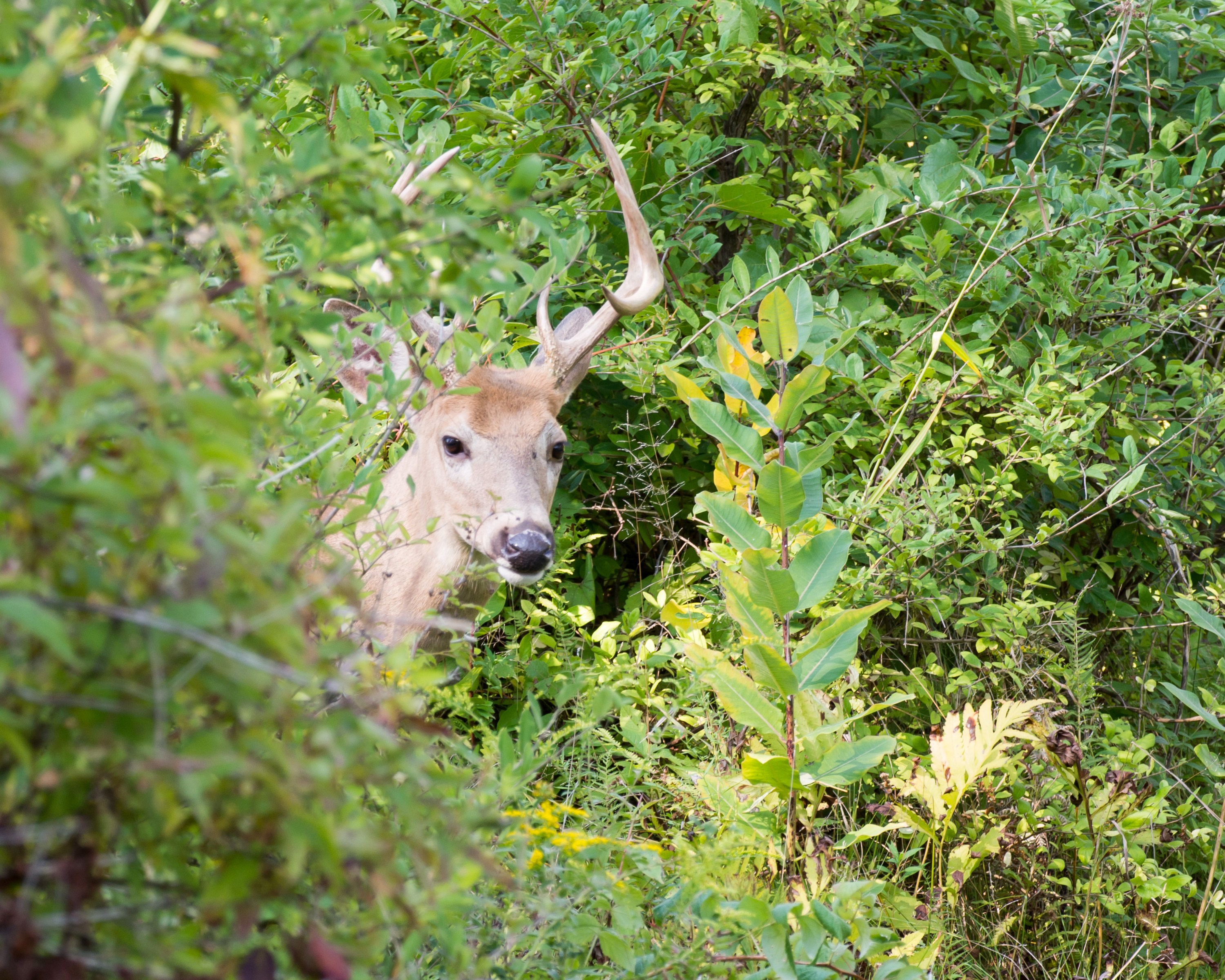One Hunt to Try in Each of the 50 States - Wide Open Spaces