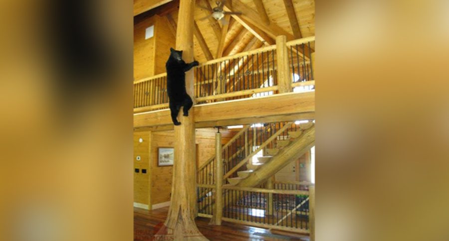 10 of the Greatest Taxidermy Jobs Ever - Wide Open Spaces