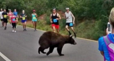 Human vs. Bear Conflicts Reach Record High in Colorado - Wide Open Spaces