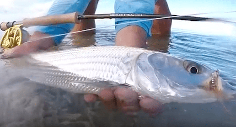 VIDEO: Here's a Bonefishing Video Showing Why it's One of the Best ...