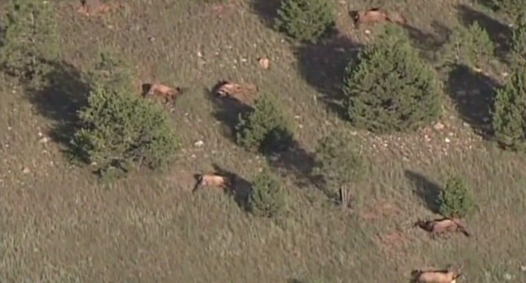 Remember When Nearly 100 New Mexico Elk Were Found Dead Days Before The ...
